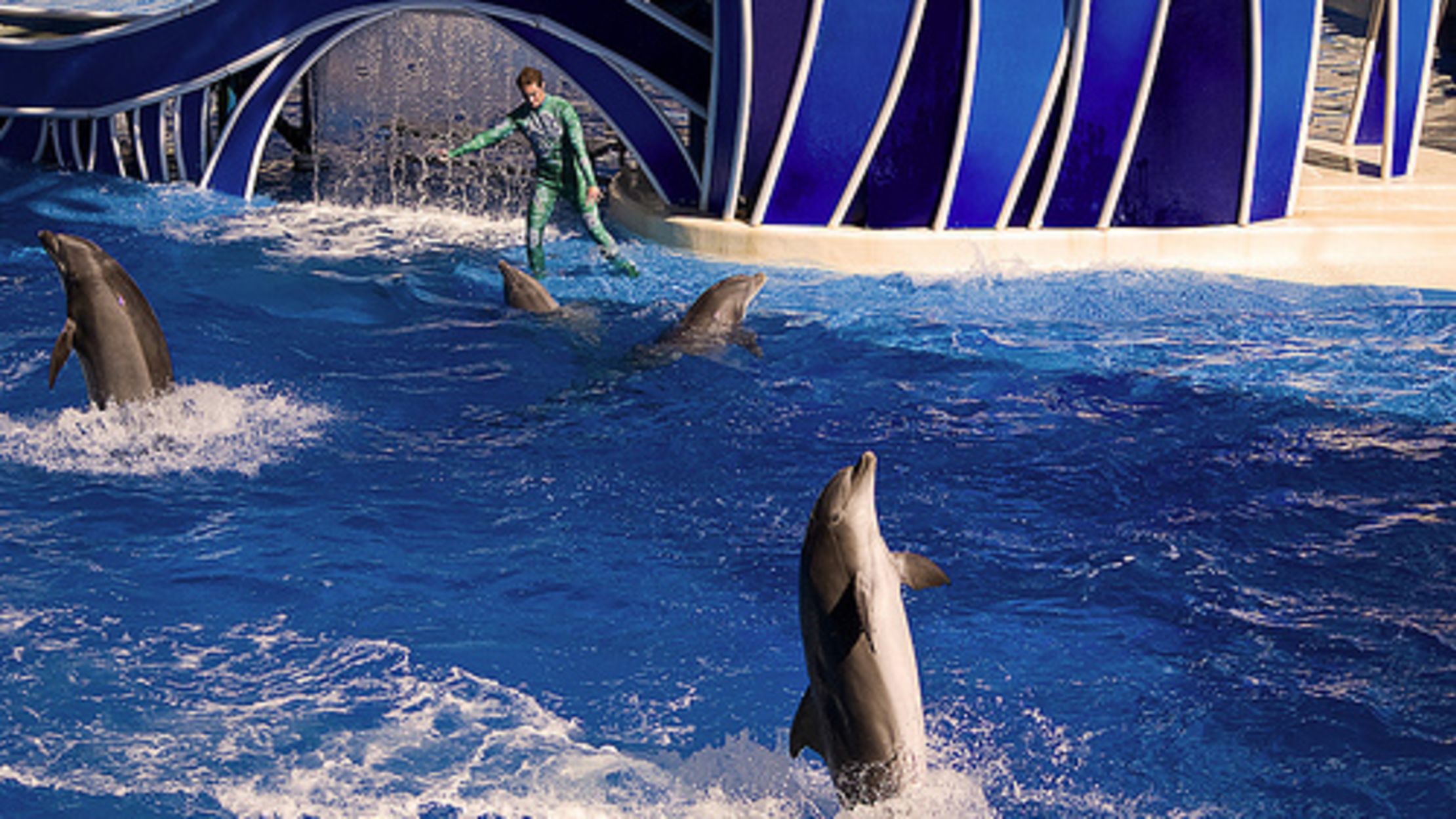 Dolphins Teaching One Another Tricks | Mental Floss