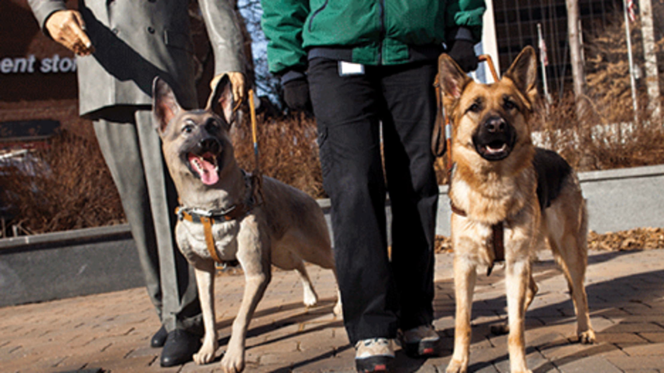 5 Not So Famous Firsts Doggy Style Mental Floss 5-not-so-famous-firsts-doggy-style-mental-floss