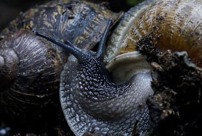 snails - Trivia, Quizzes, and Brain Teasers | Mental Floss