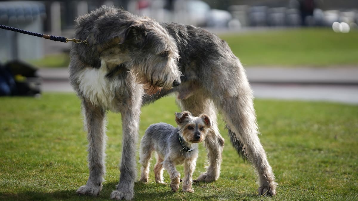 scottish wolfhound rescue