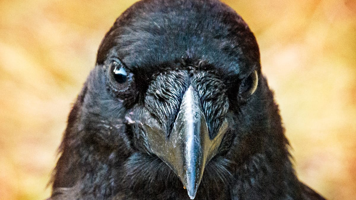 why do ravens keep their beaks open