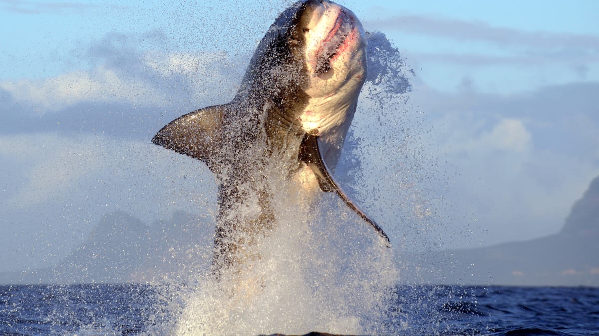 great white shark pup weight