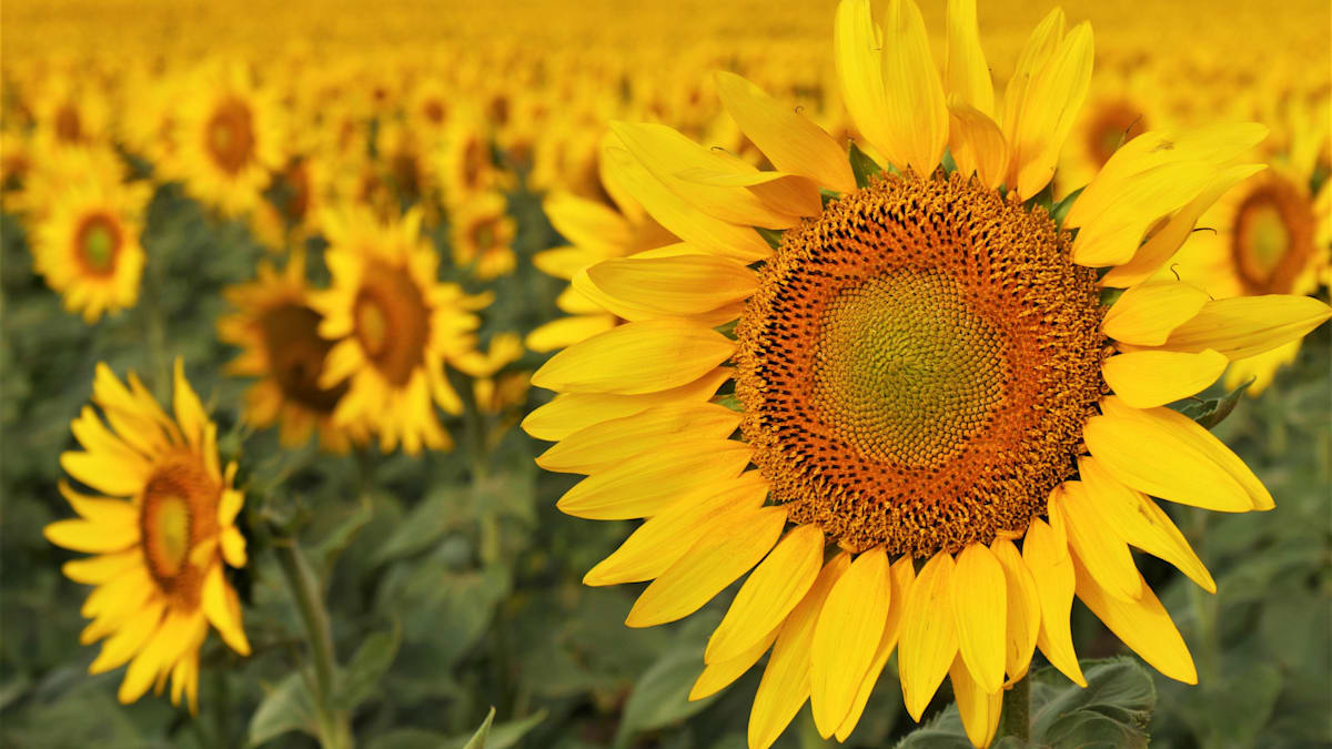 dakota fields johnone