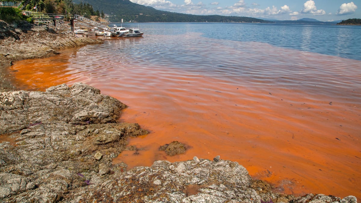 is red algae bad