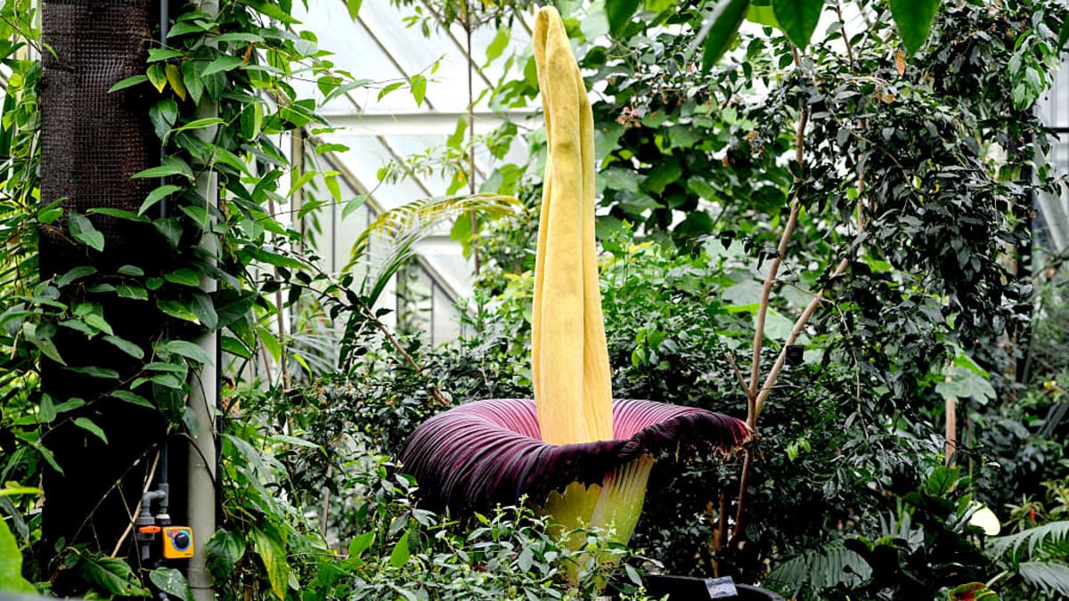 corpse flower fruit