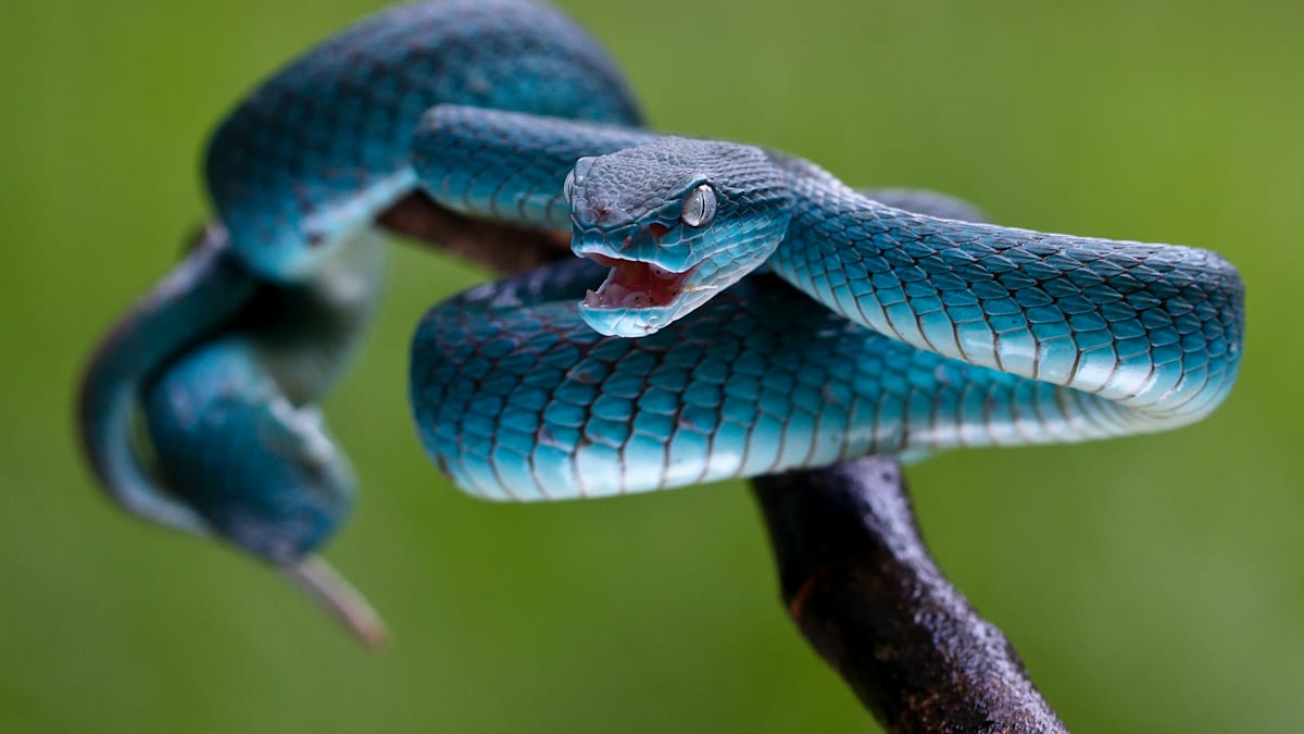 blue viper snake bite