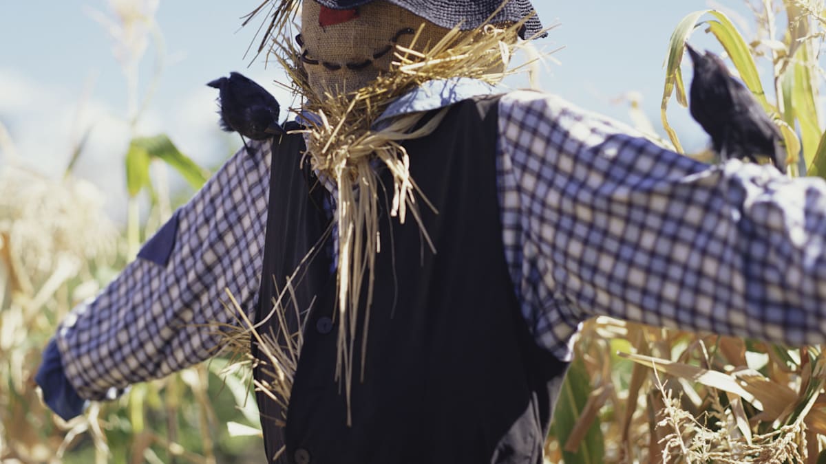 do scarecrows scare crows
