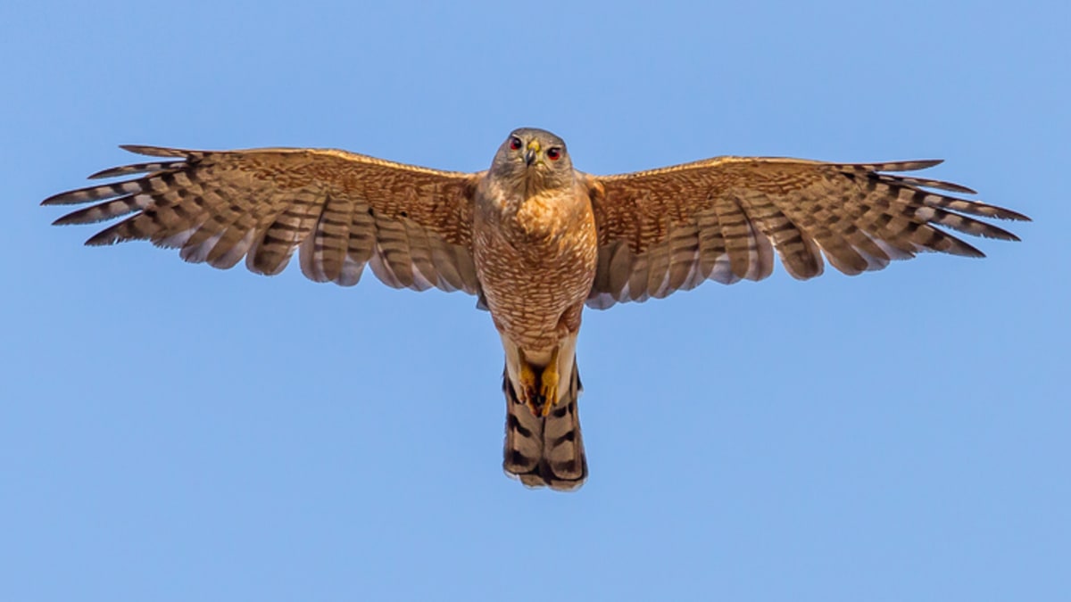 difference between eagles hawks and falcons