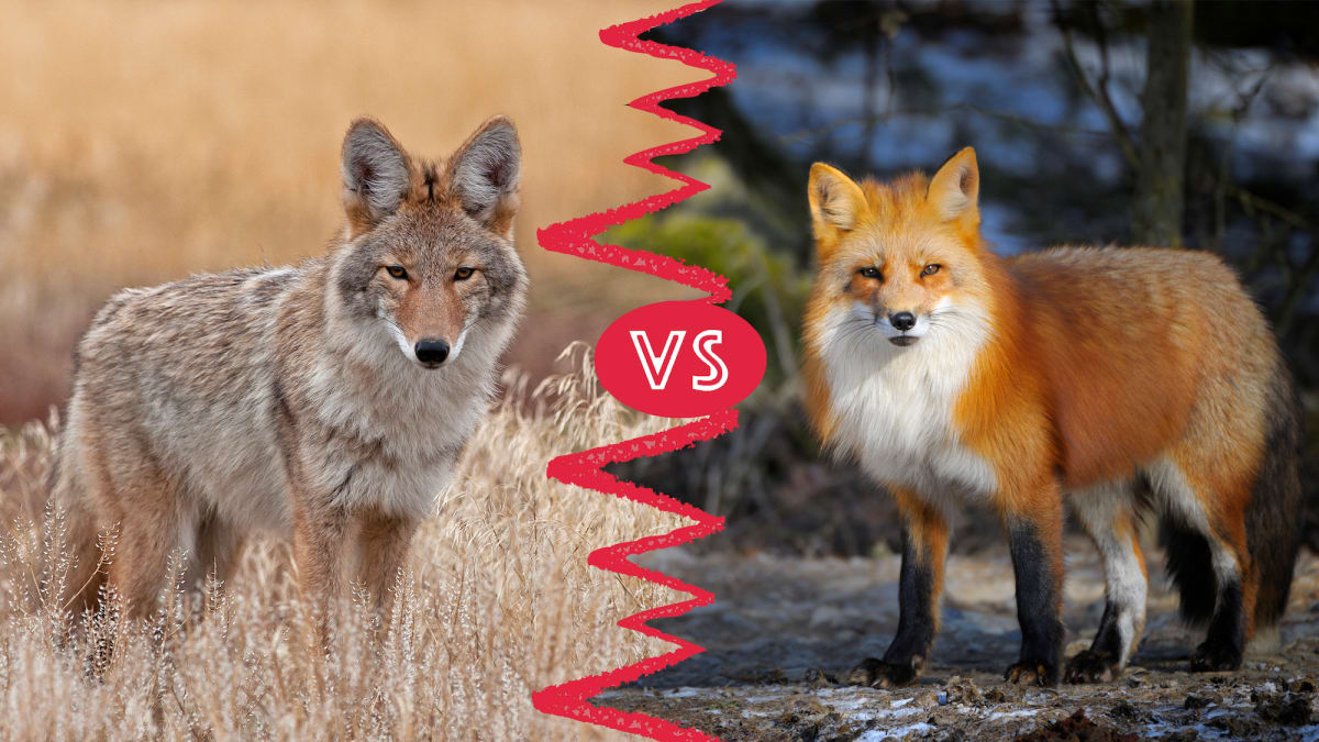 fox and wolf difference