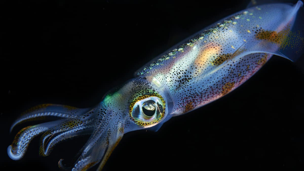 why do squids squirt ink