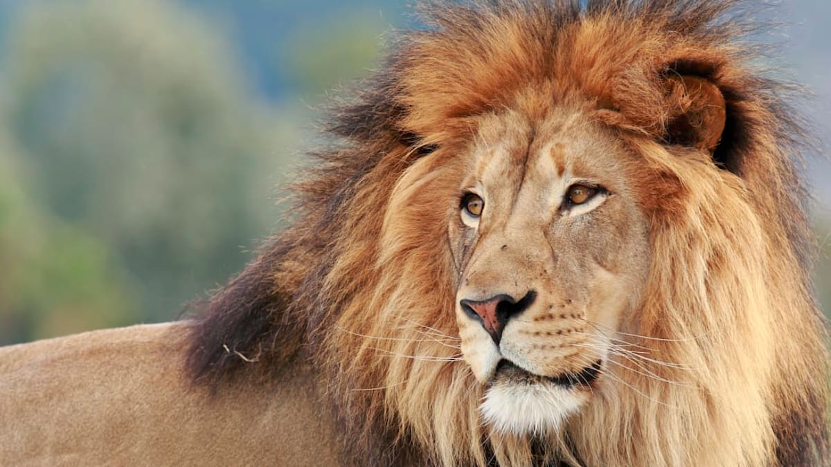 how to make lion mane hair