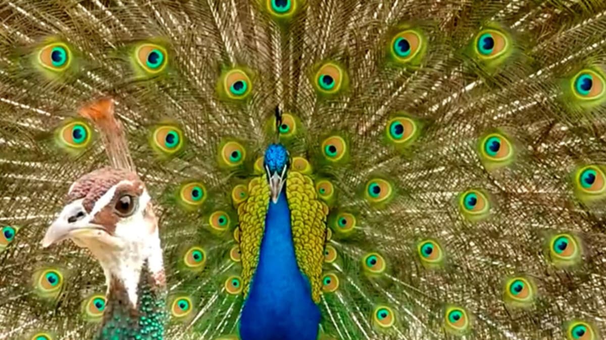 peacock feather function