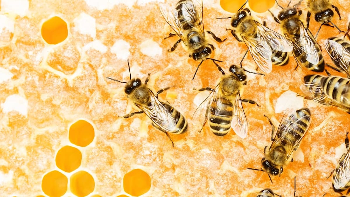 trypophobia beans disease