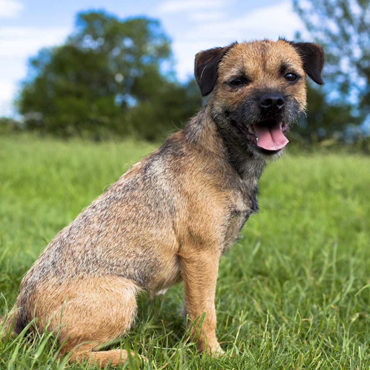 budweiser border terrier