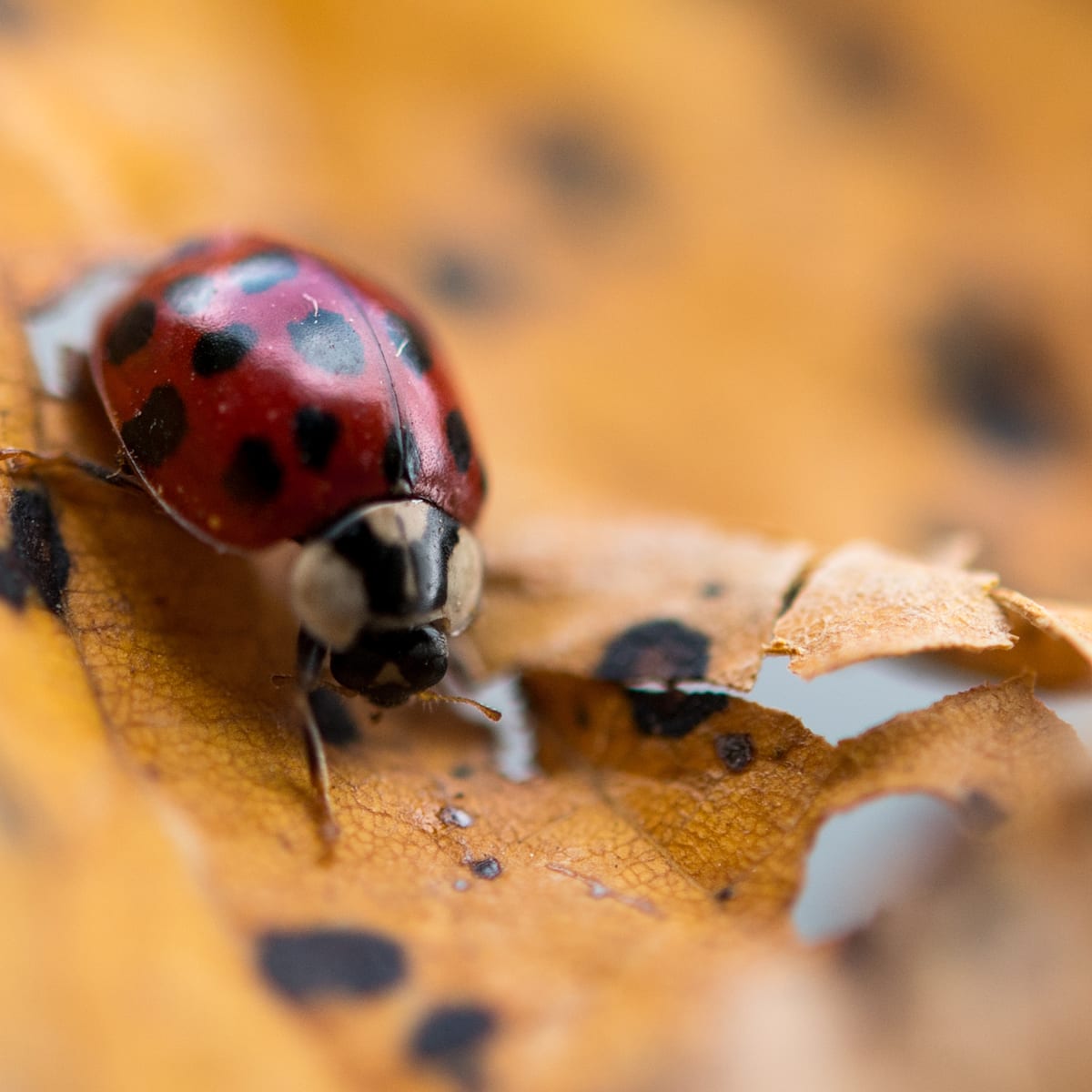 insects and bugs the same