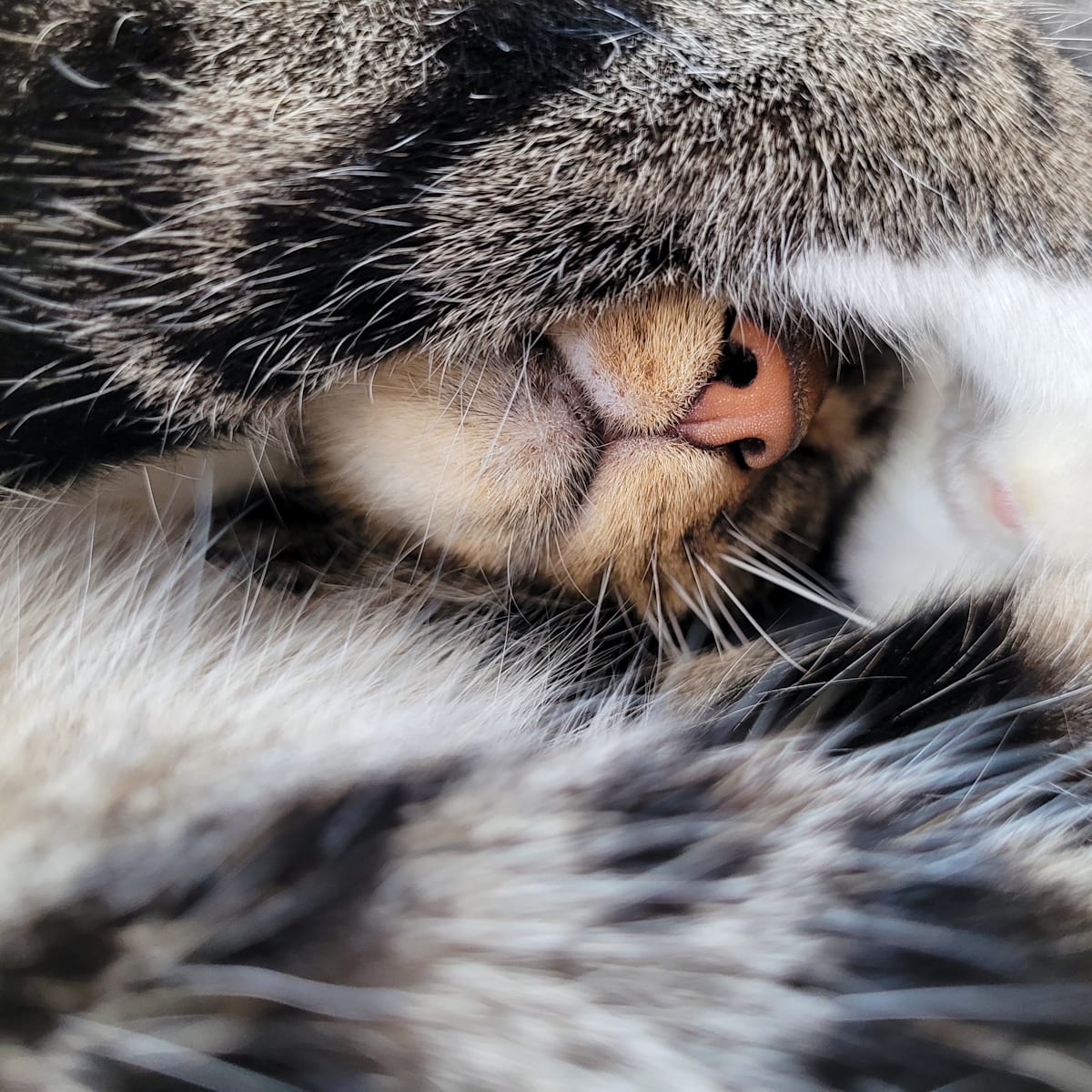 cat sleeping on their face