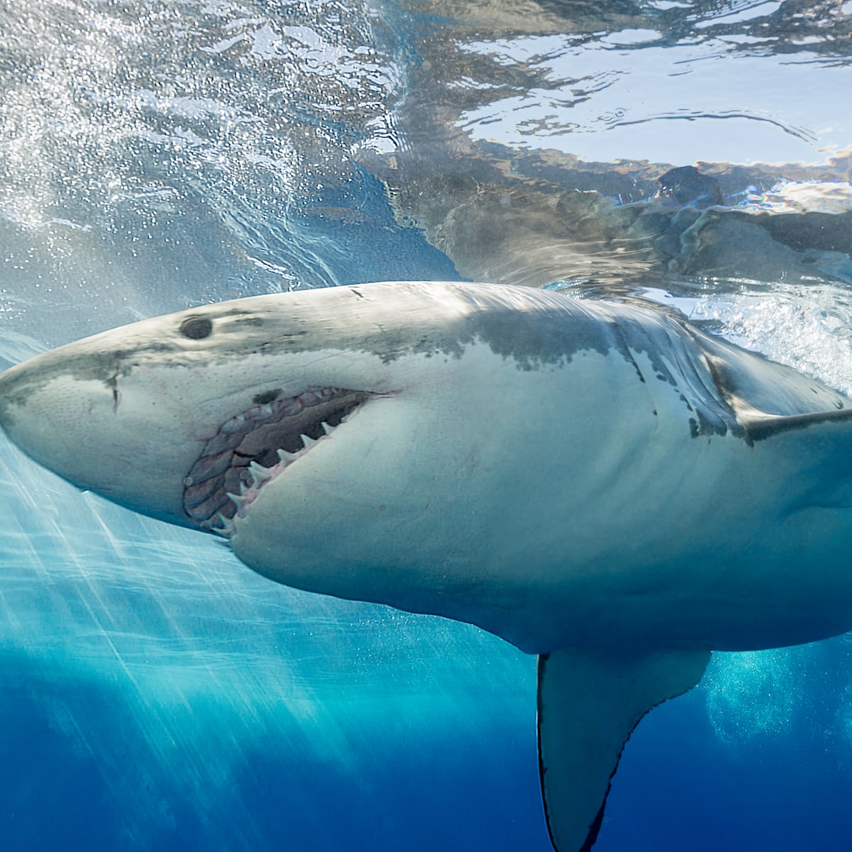 most aggressive shark