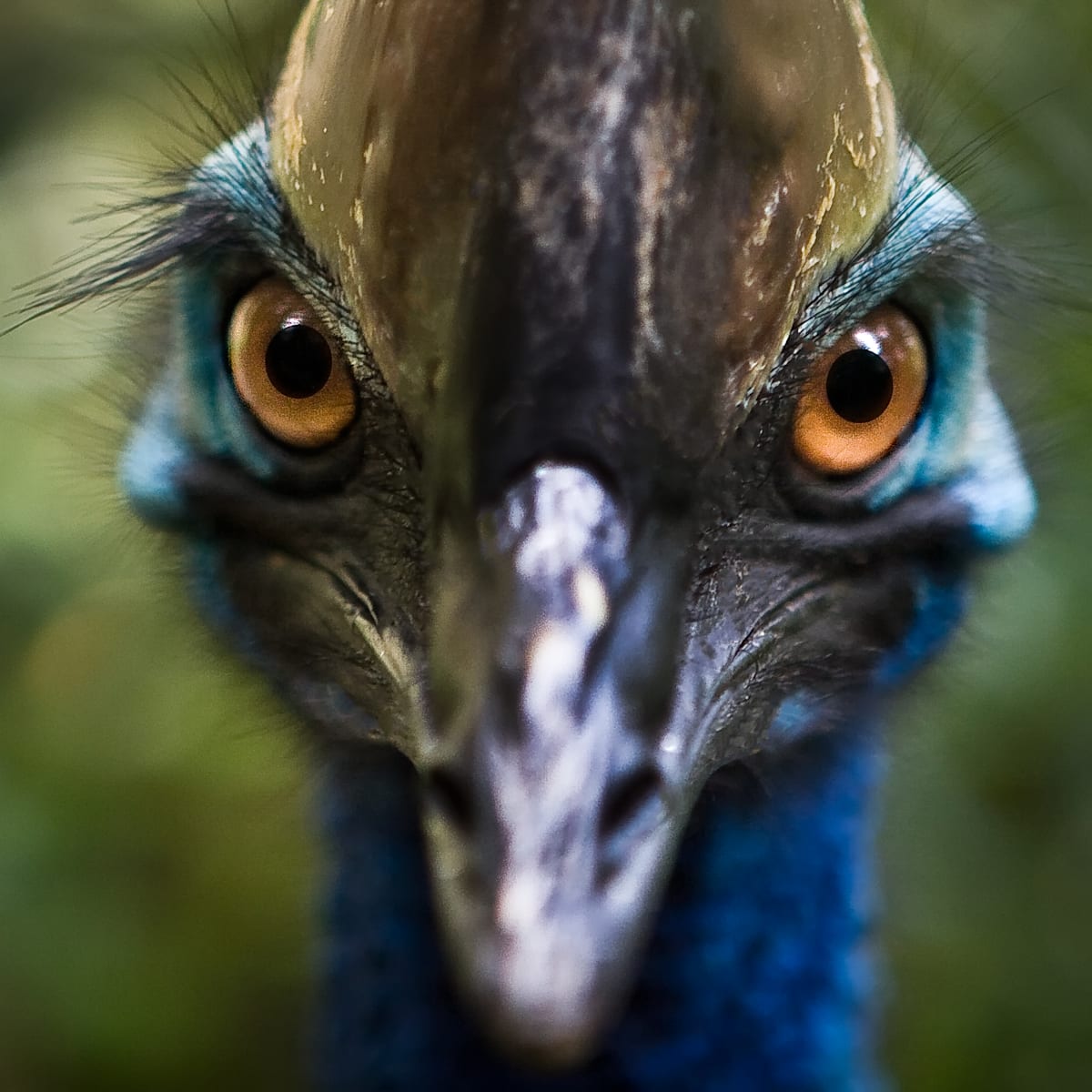 unsuspecting dangerous animals