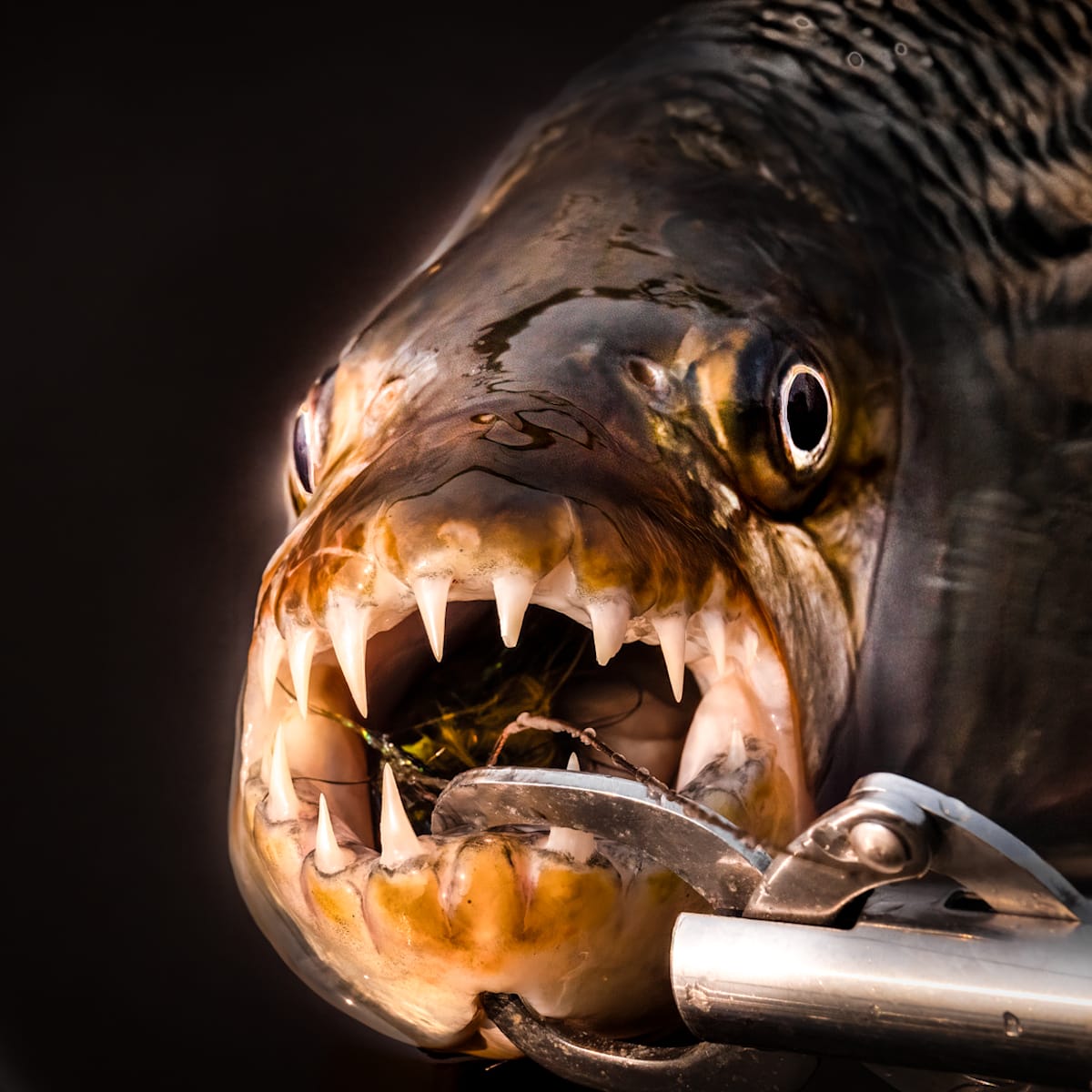 goliath tigerfish bite force