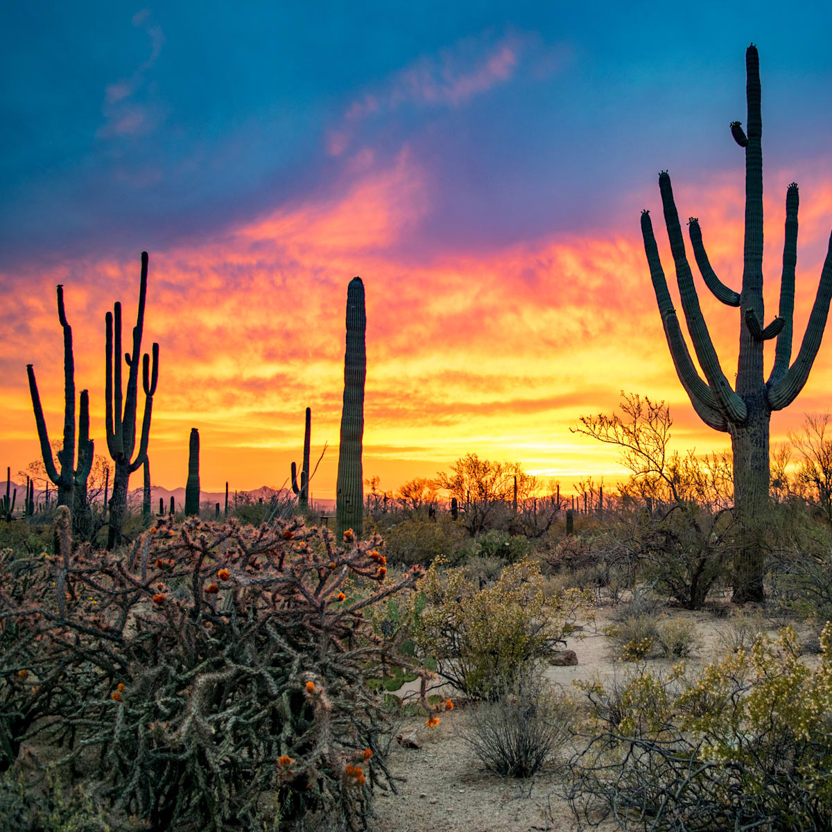 desert landscape sunset