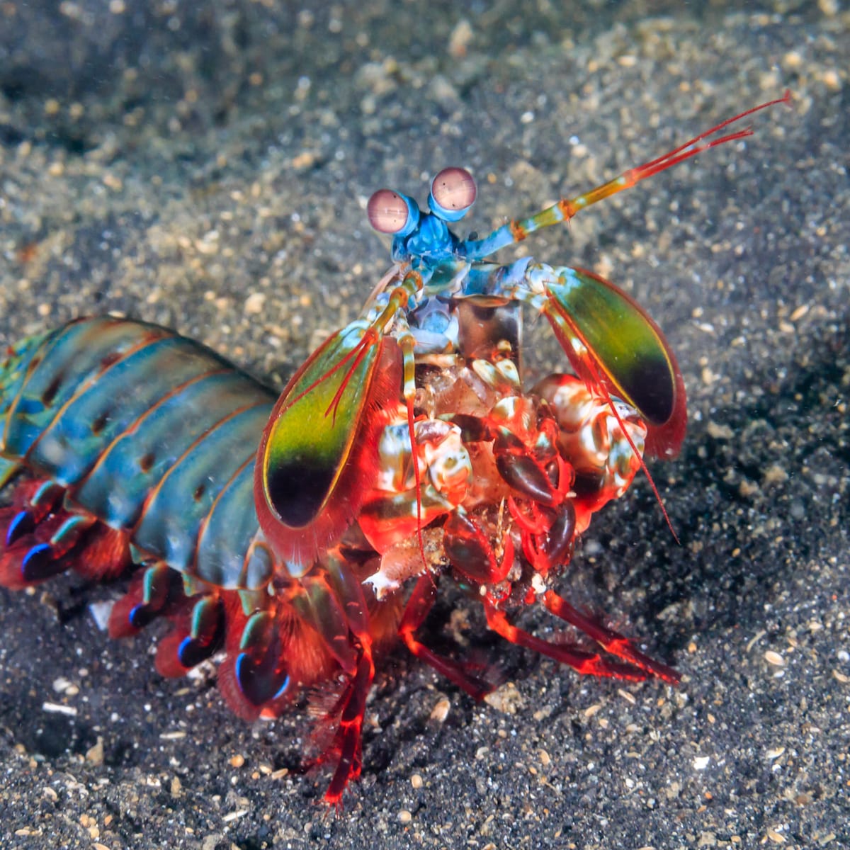 mantis shrimp uk