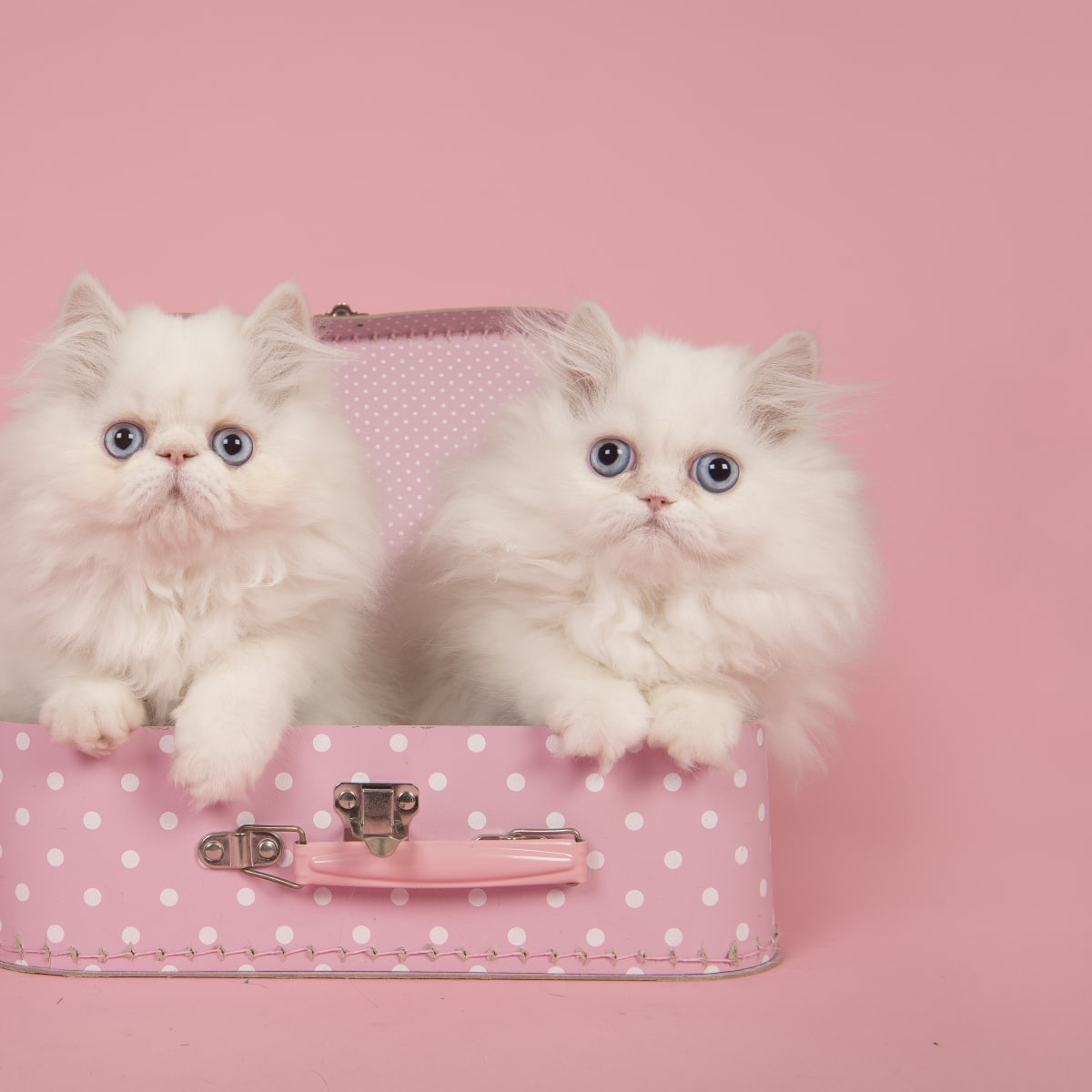 persian kittens