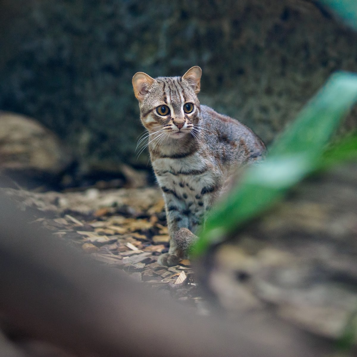 rusty spotted cat