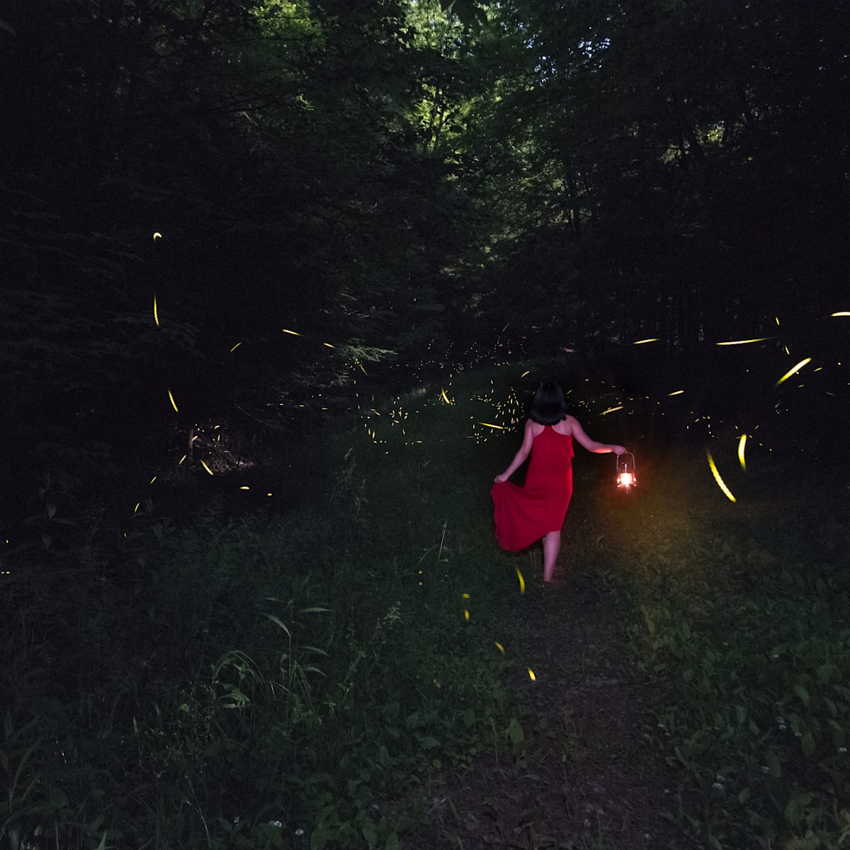 where to see fireflies in usa