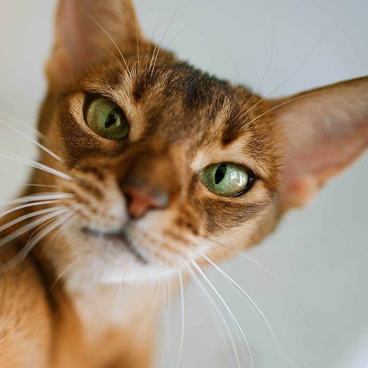 abyssinian tabby cat