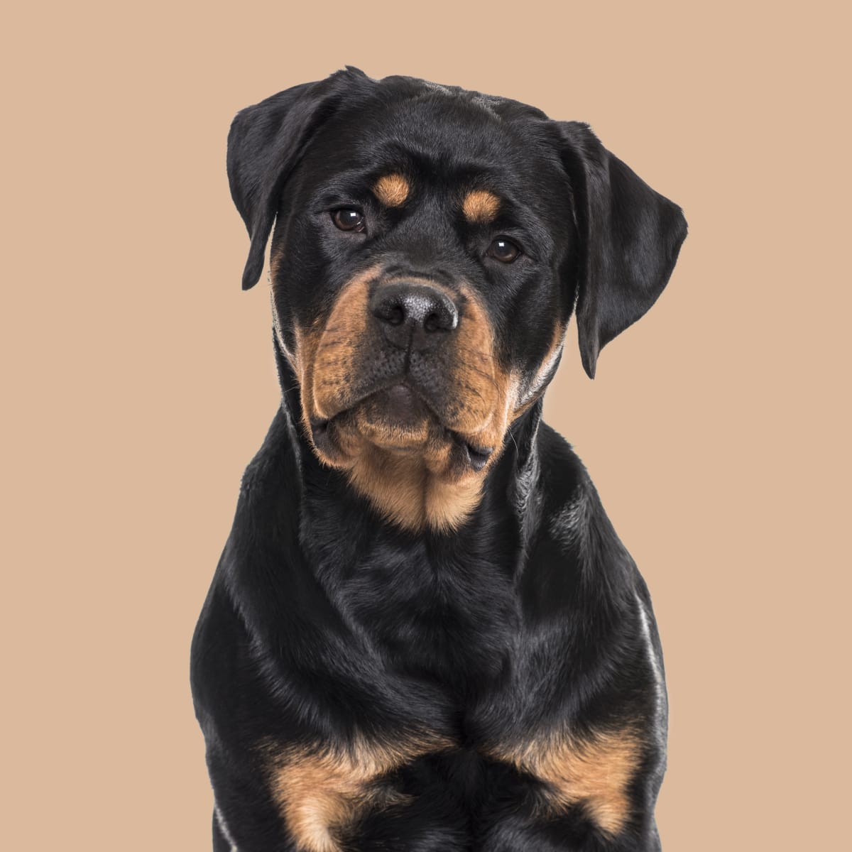 rottweiler bite force psi