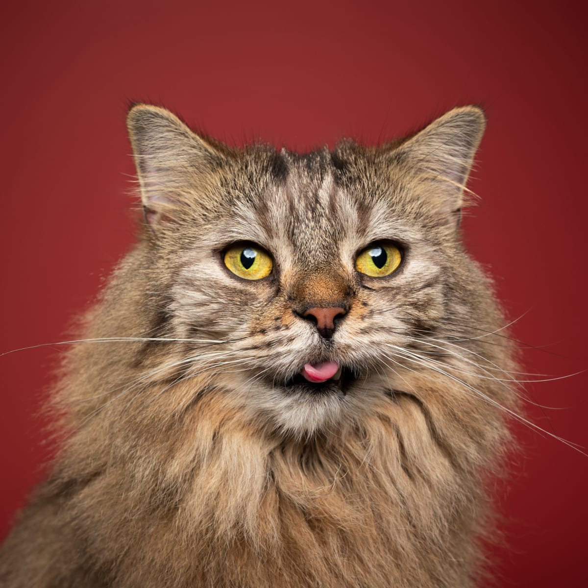 norbegian forest cat