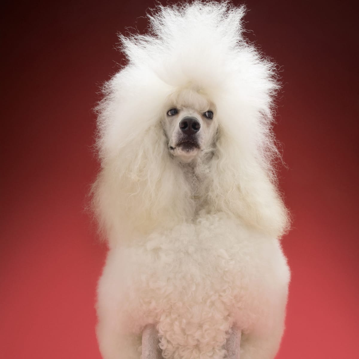 furry poodle