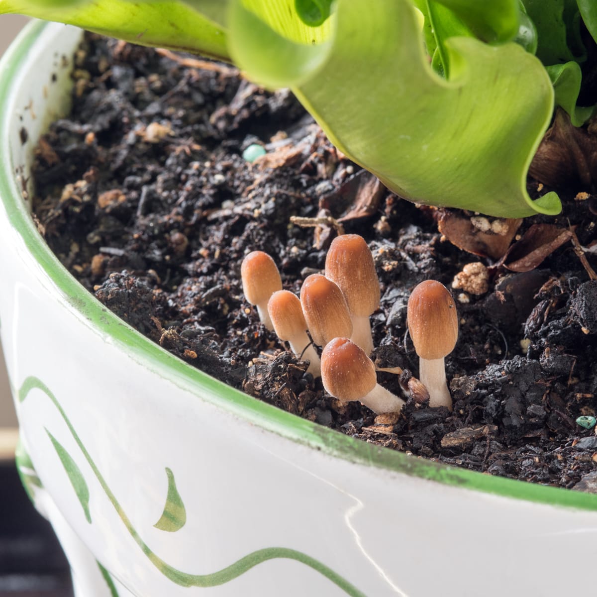 mushroom growing issues