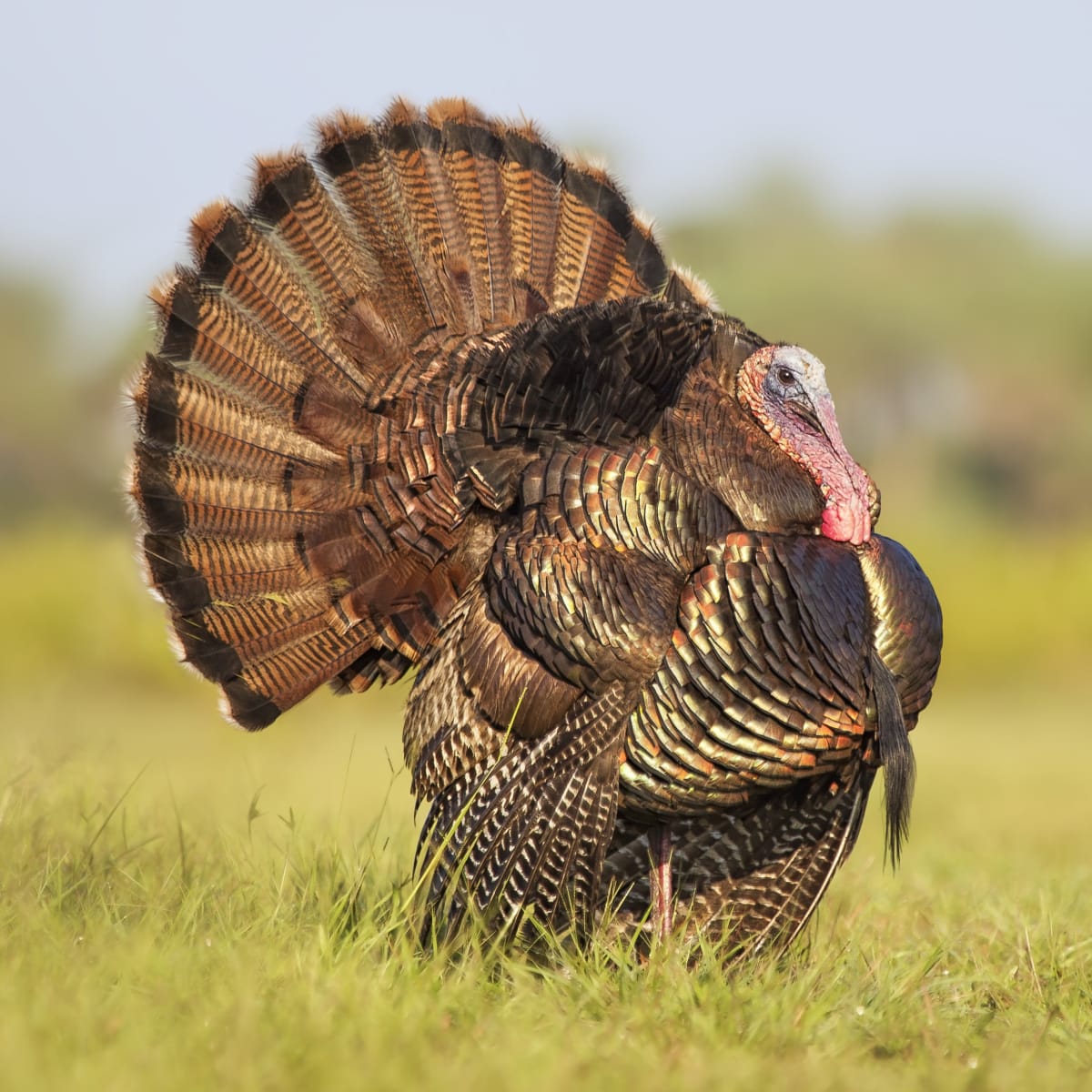 special features for turkey