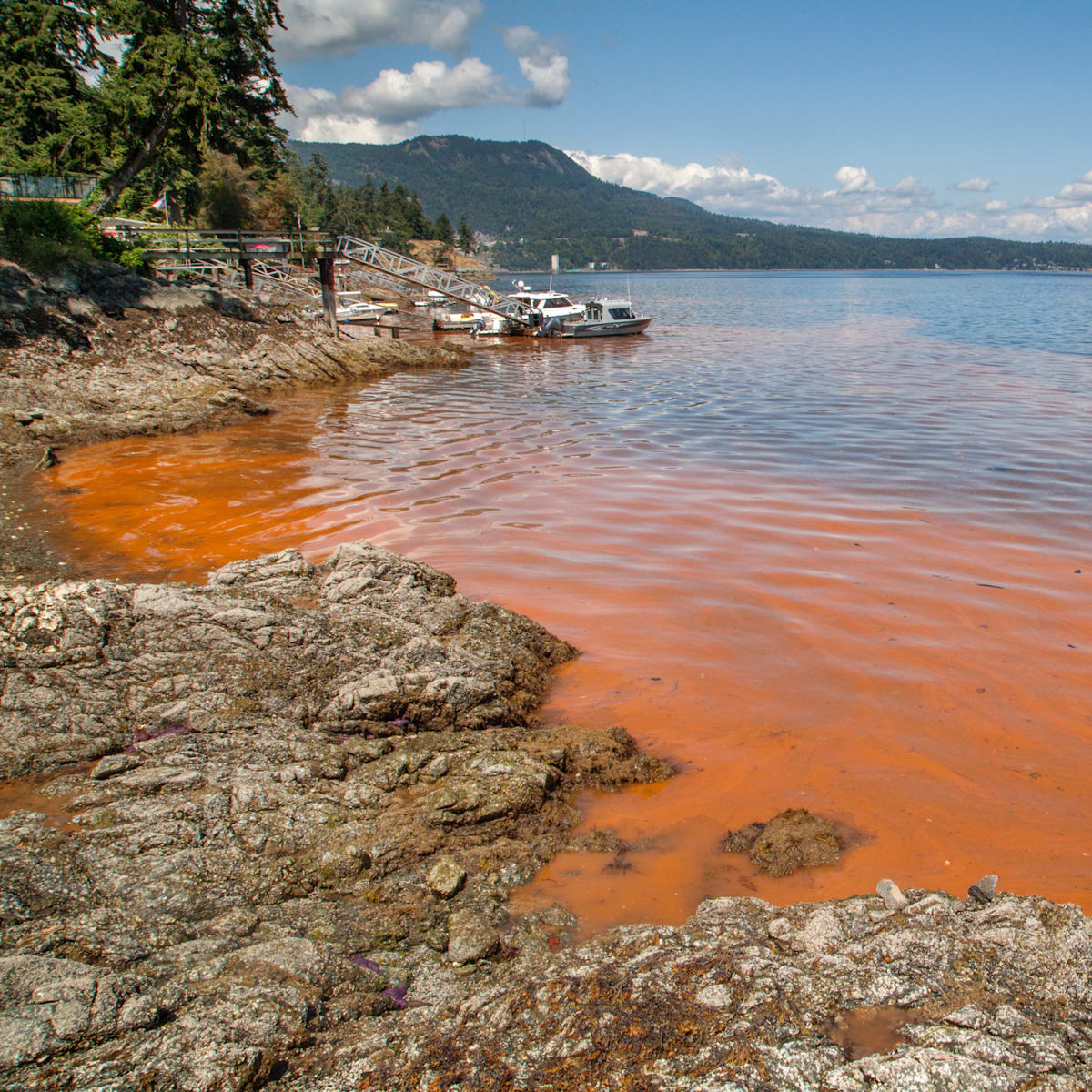 red tide algae bloom