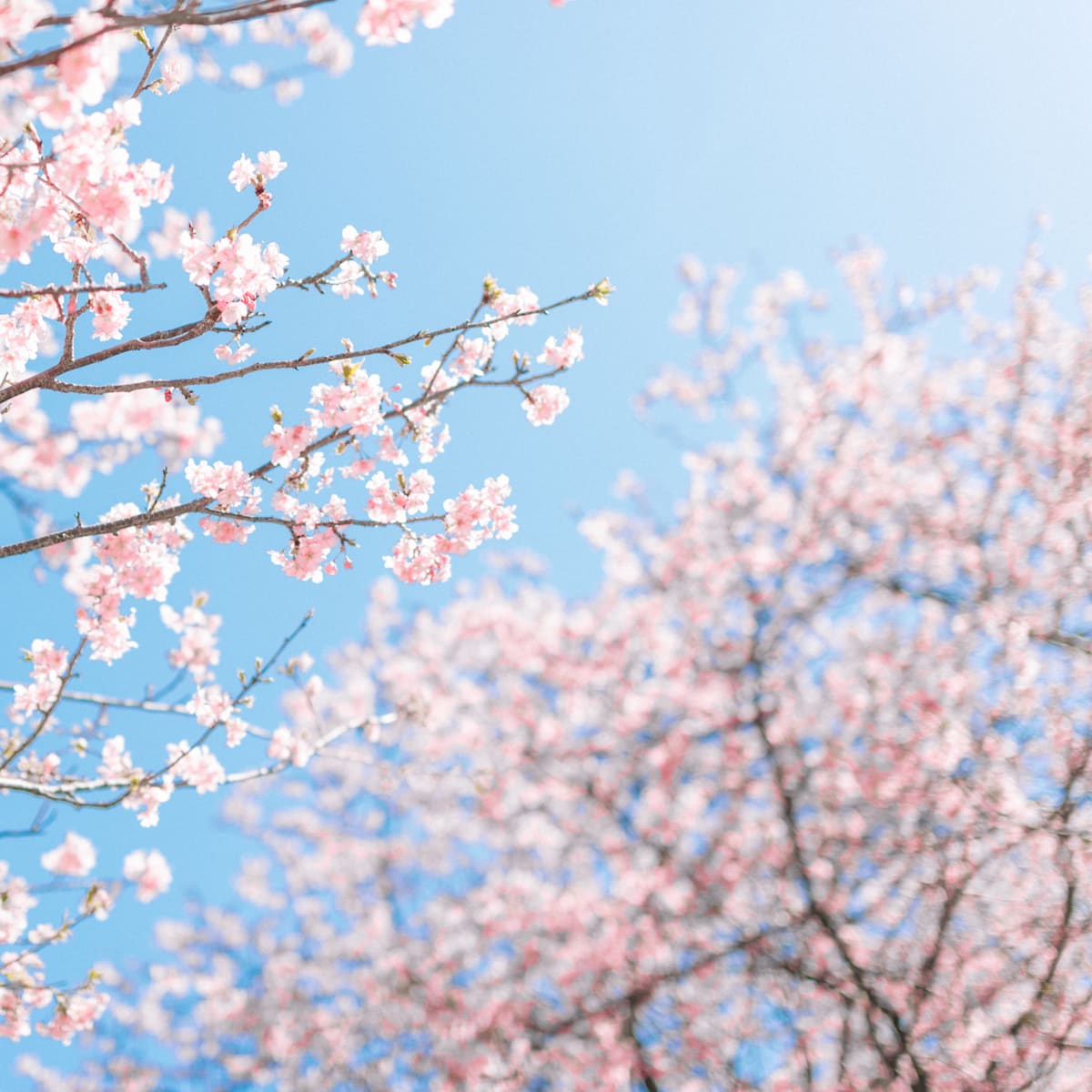 cherry blossom description