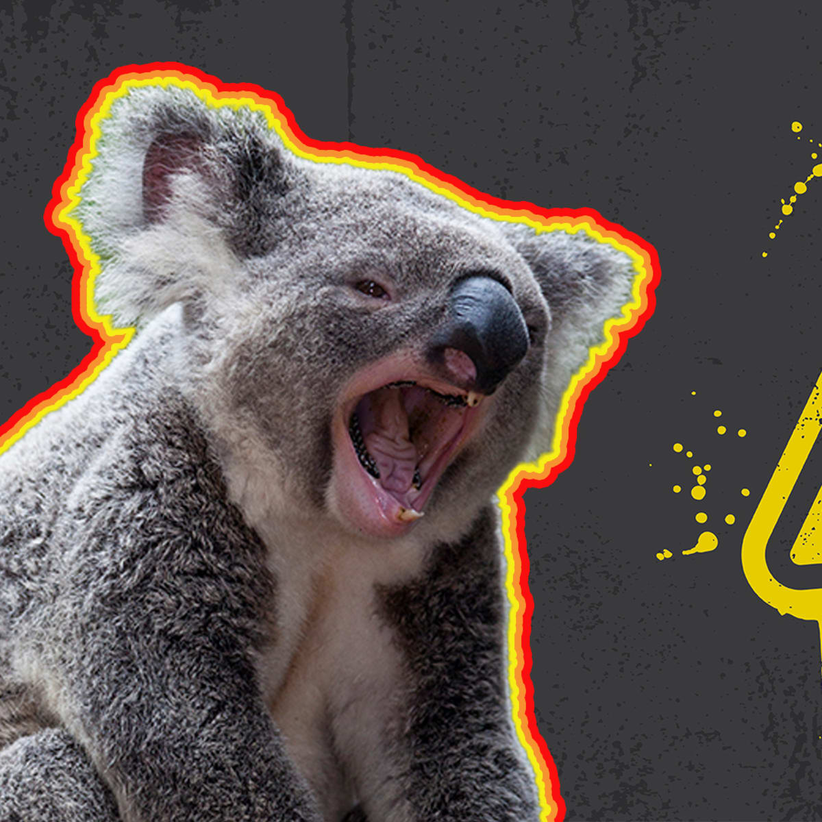 vicious koala attacks