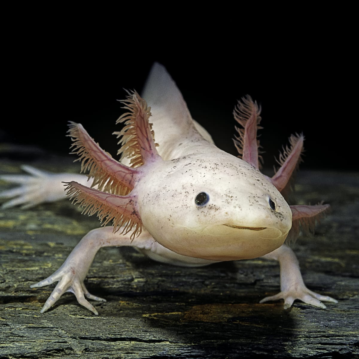 can axolotls smile
