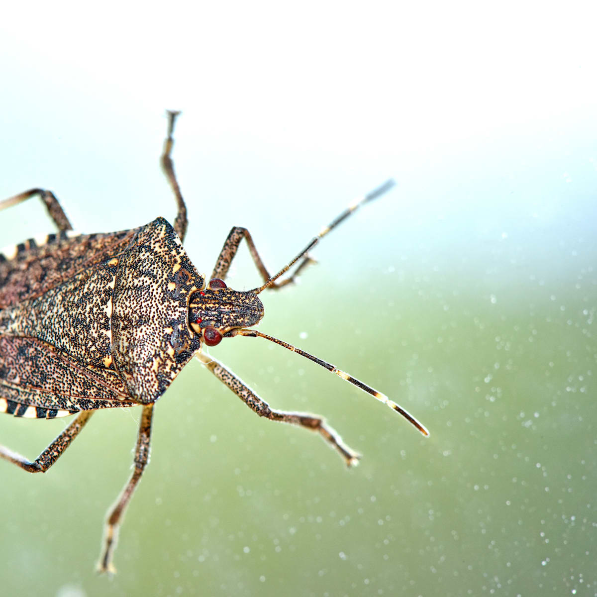 do dreadlocks have bugs in them