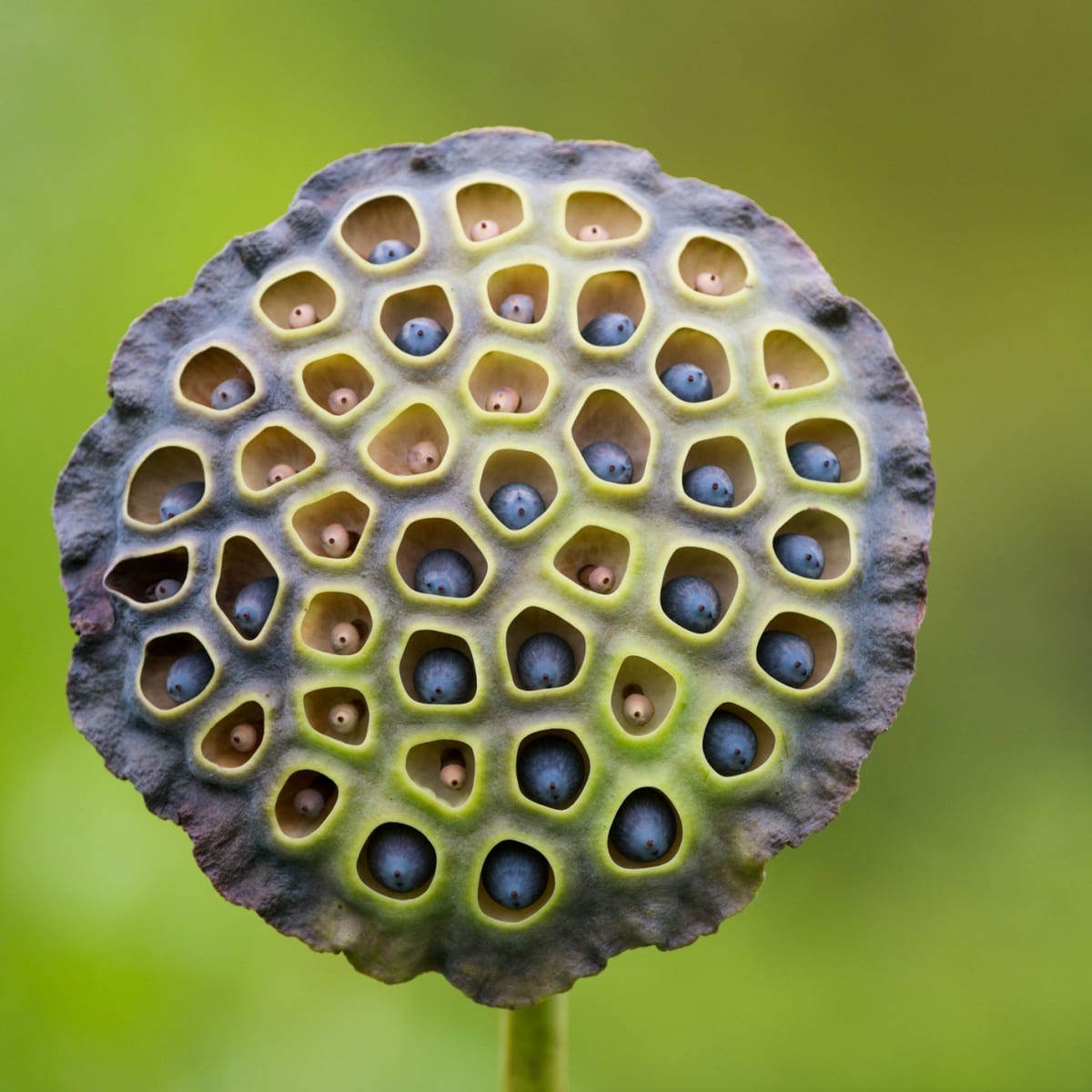 what can trigger trypophobia