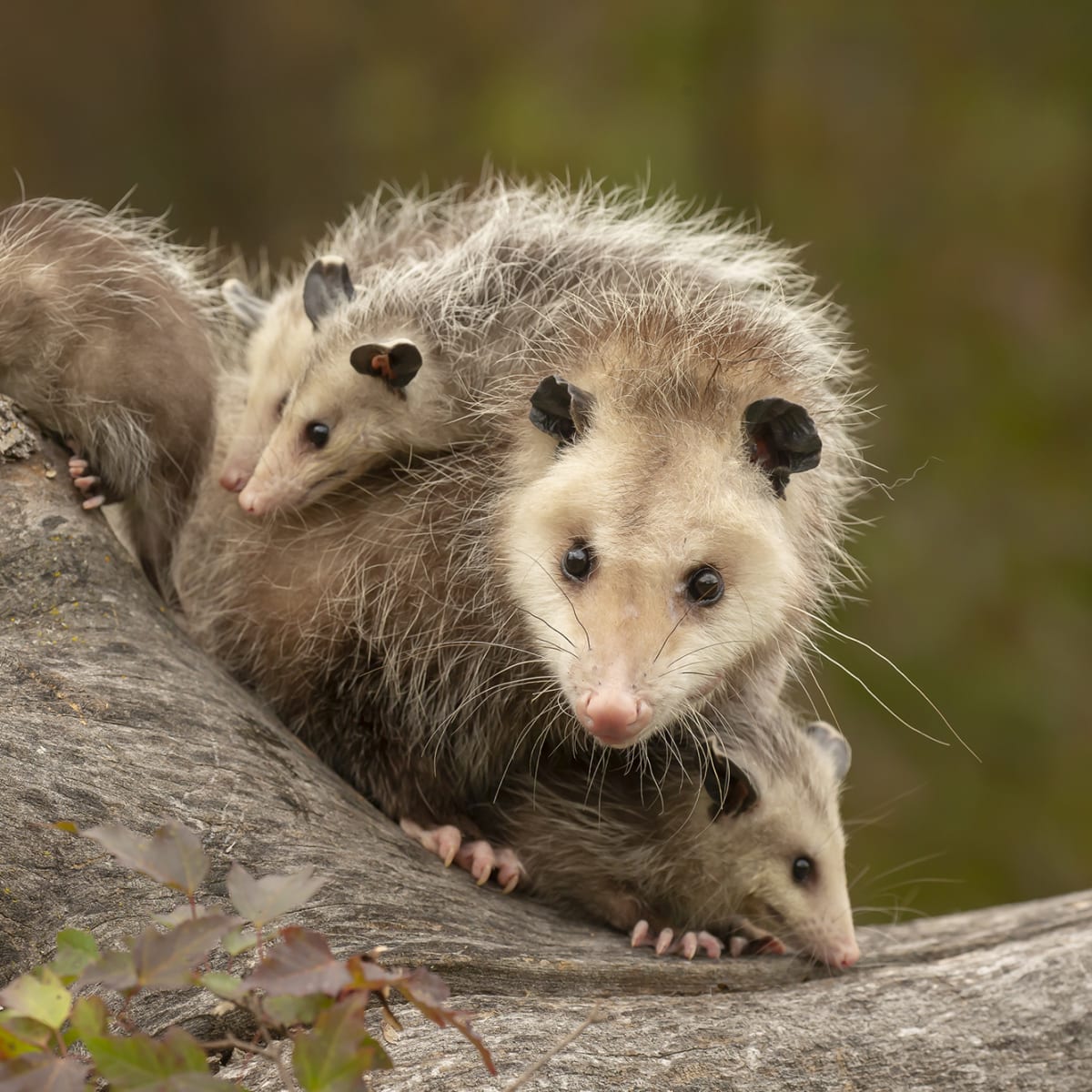 are opossums affectionate