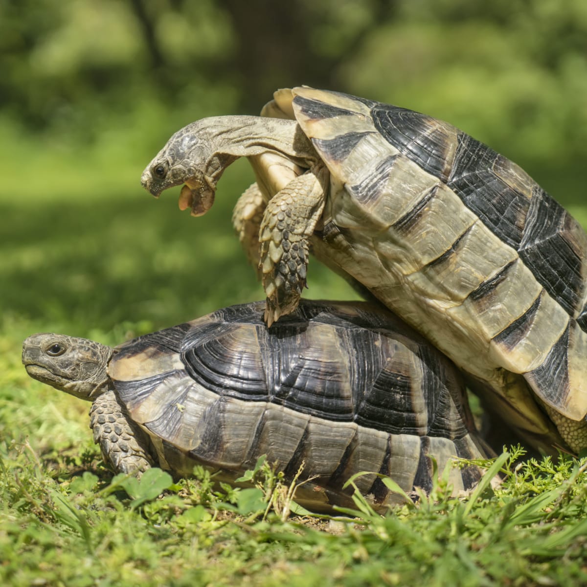 mixed animals mating
