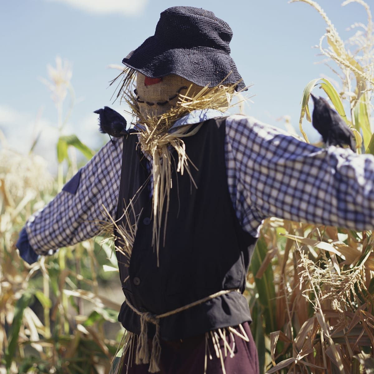 scarecrow
