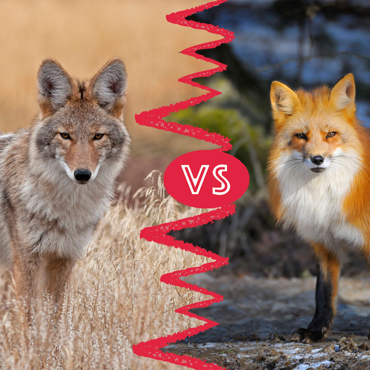 difference between red fox and coyote