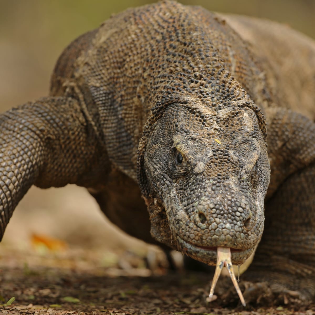 3 Interesting Facts About Komodo Dragons - Infoupdate.org