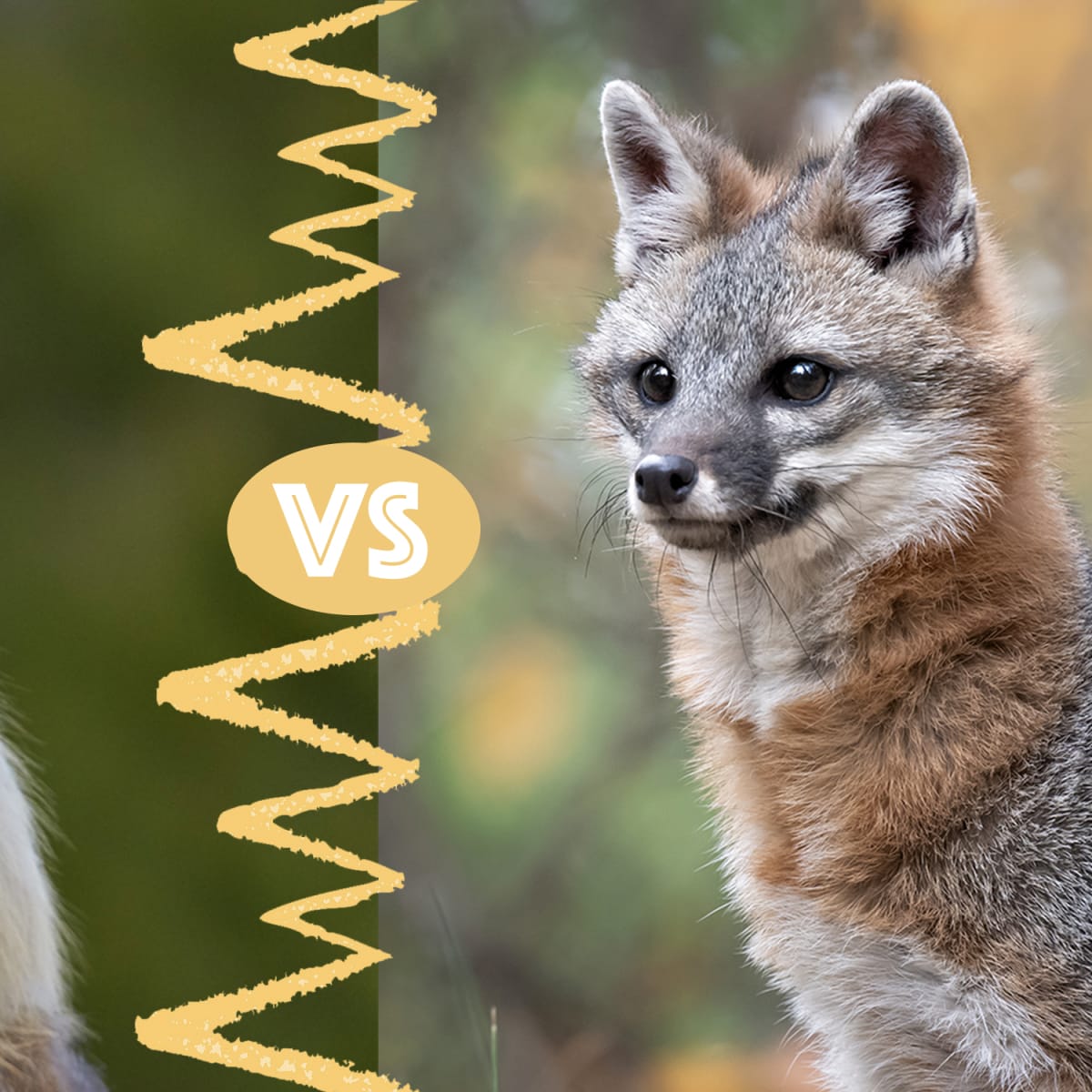 are gray foxes aggressive