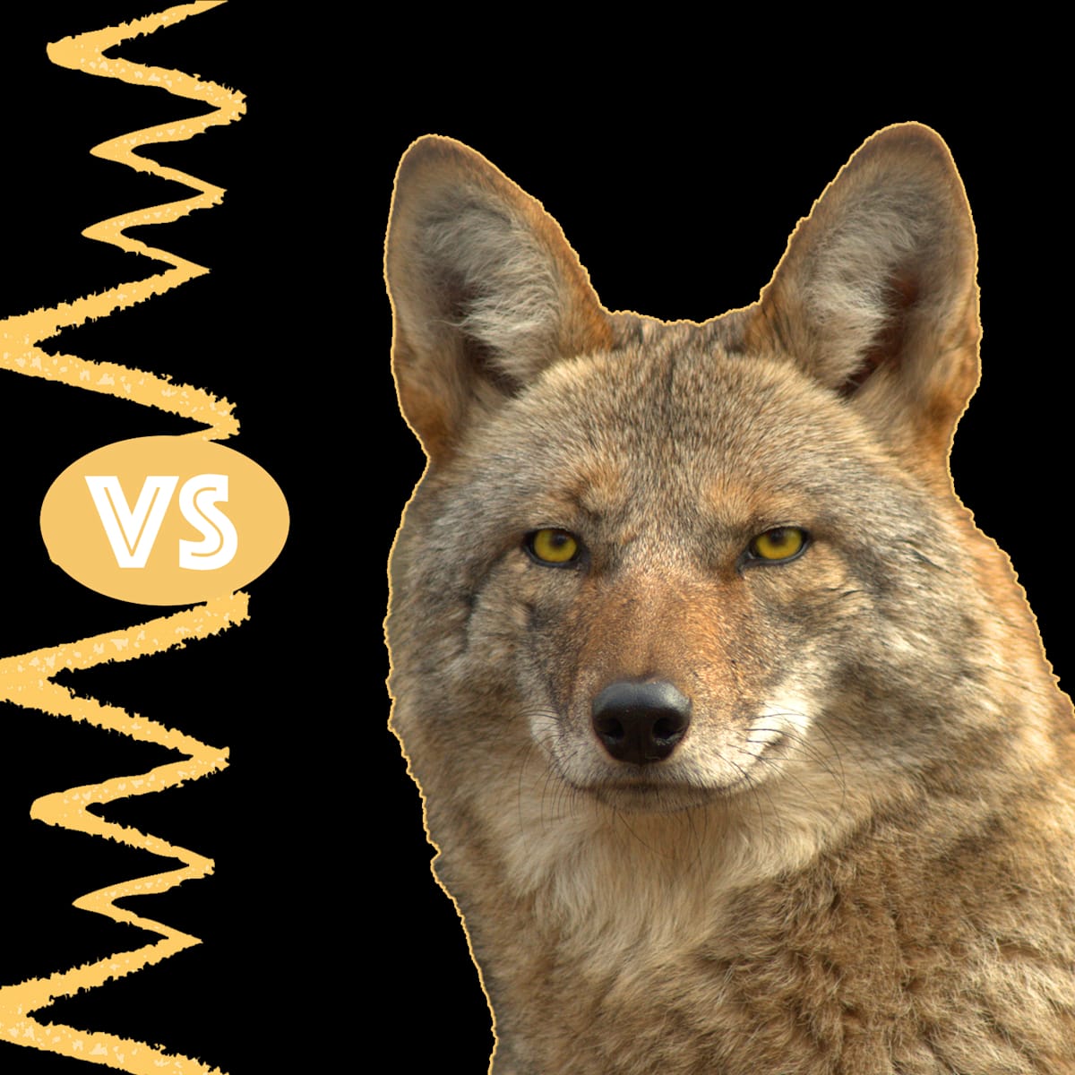 difference between grey wolf and coyote