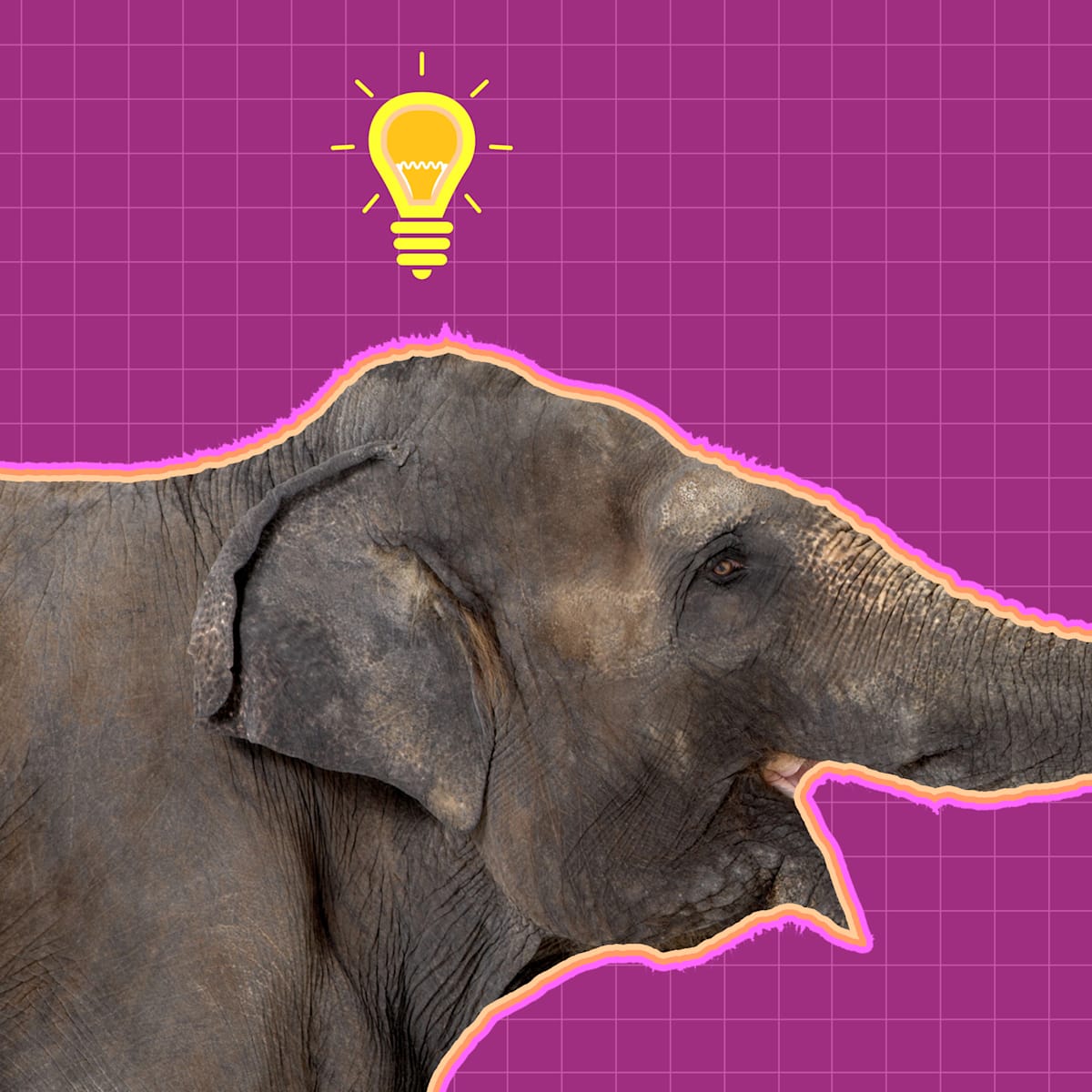 do elephants remember humans