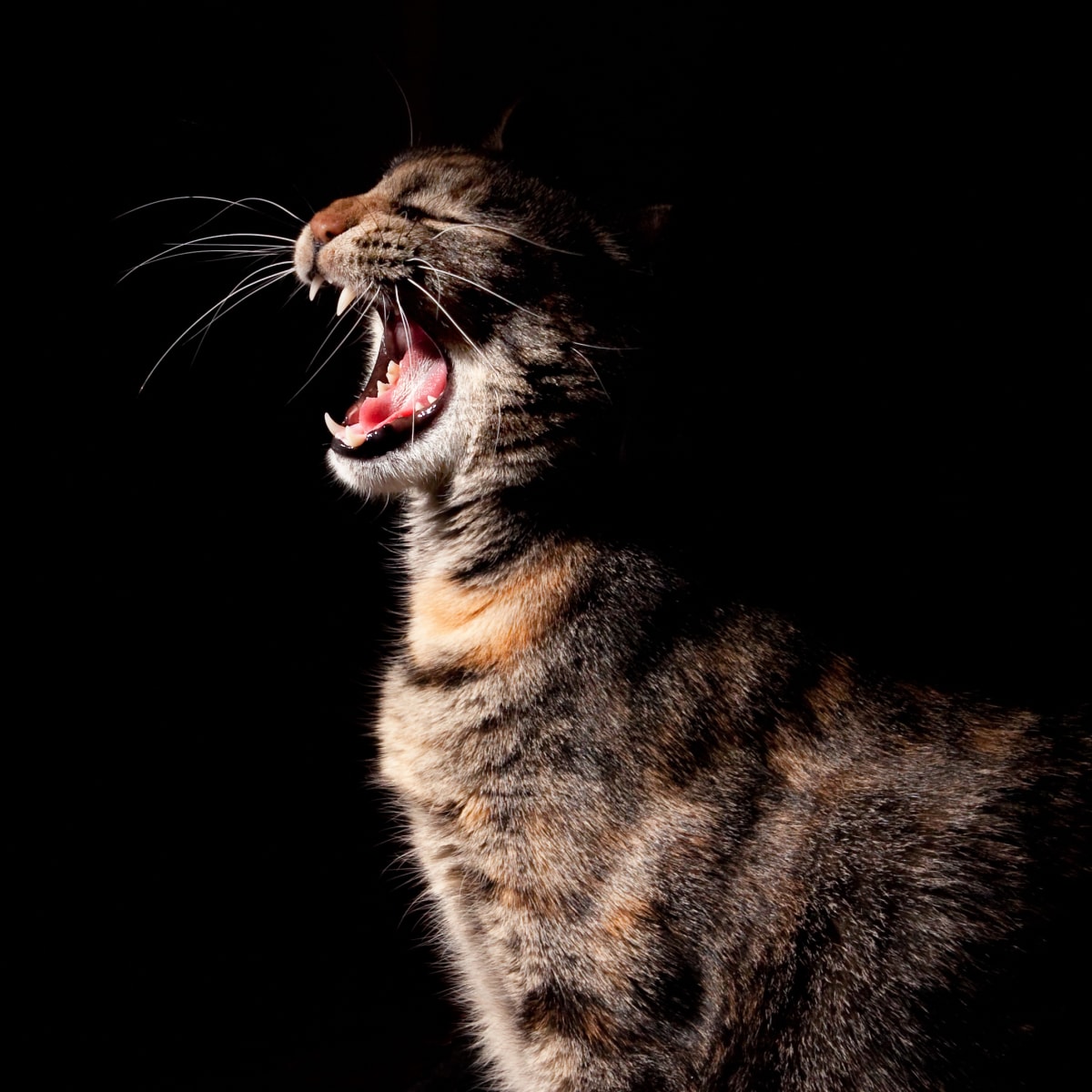 kitten crying first night