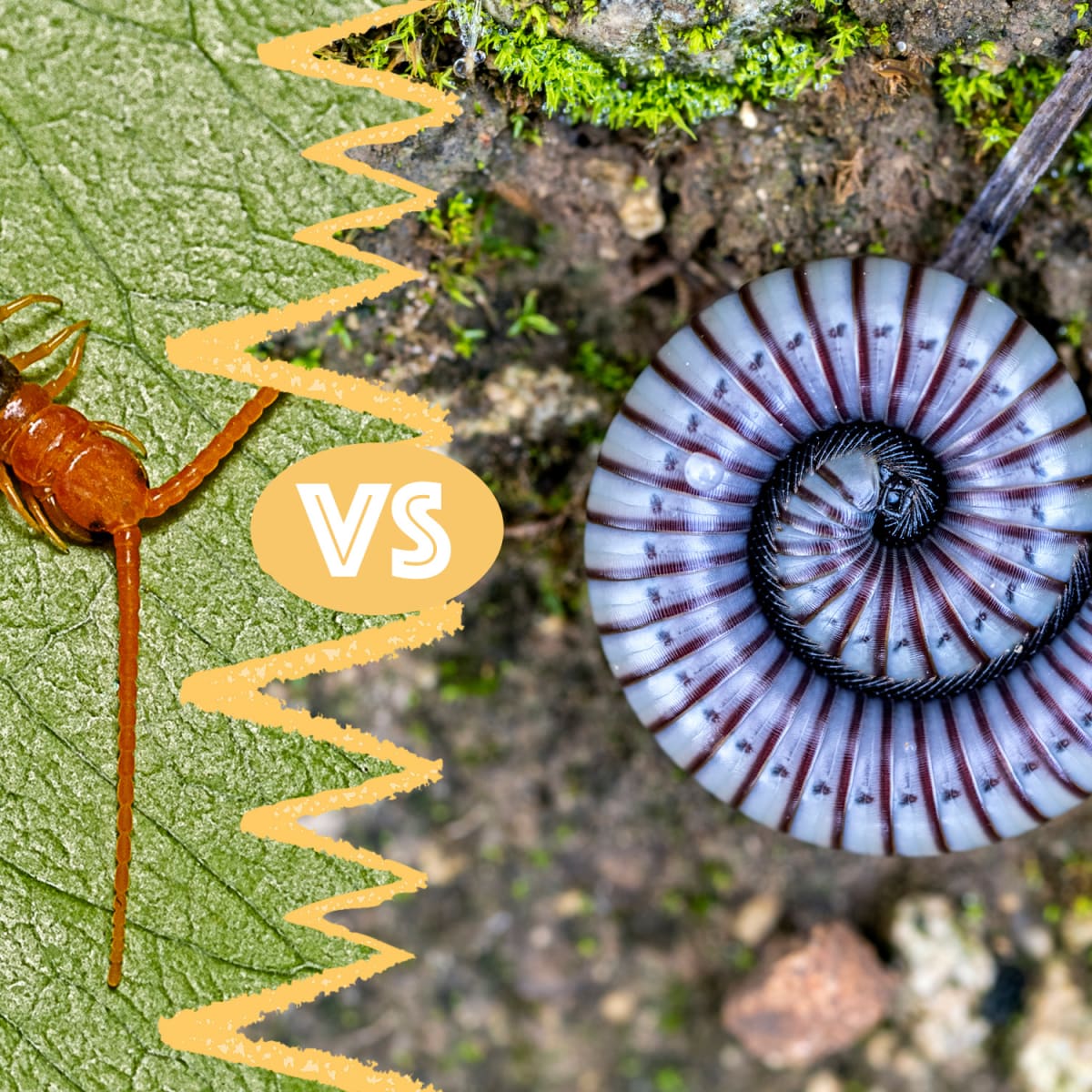 millipede and centipede difference